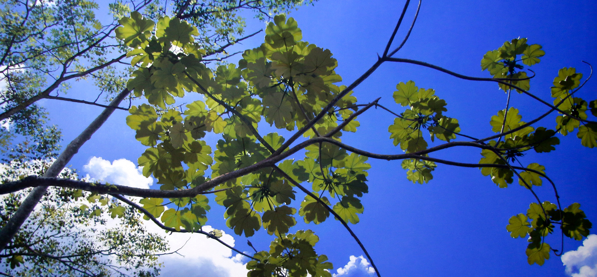 Rodolfo Valdés | Official Website